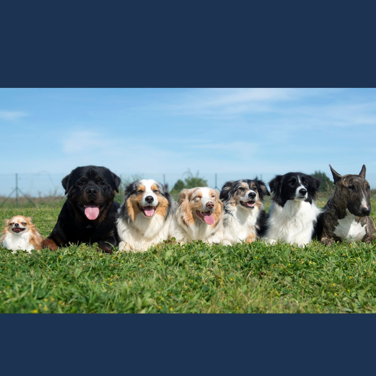 Thank You for Registering Your Dogs! | Carterton District Council