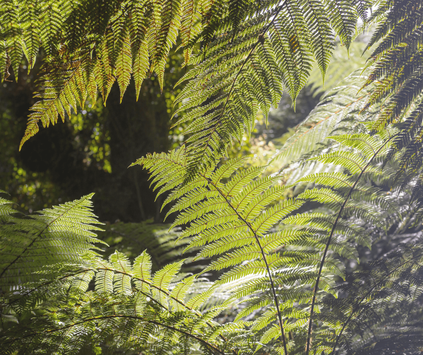 Pou Whenua Unveiling at Ngā Tāwhai Reserve | Carterton District Council